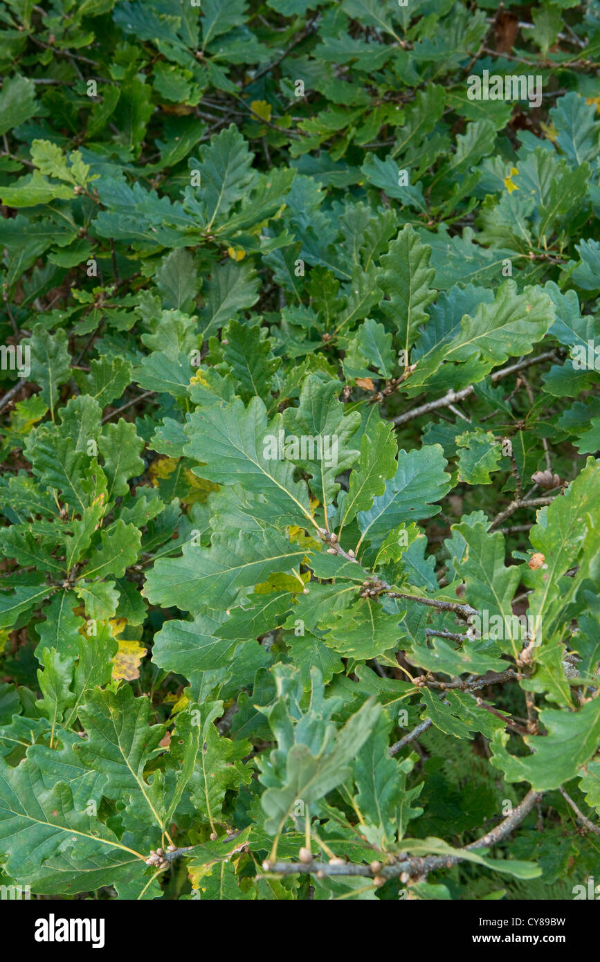 Scottish oak tree hi-res stock photography and images - Alamy