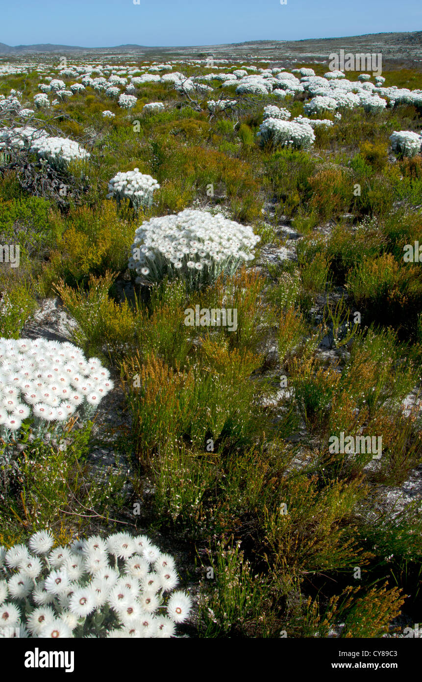 Table Mountain National Park, Western Cape, covered with cape snow, or ...
