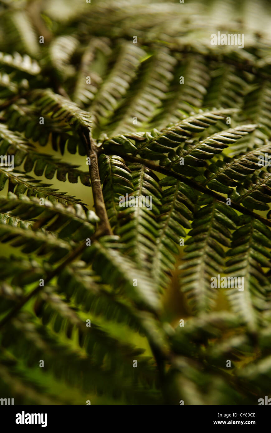 New Zealand fern fronds in close up Stock Photo - Alamy