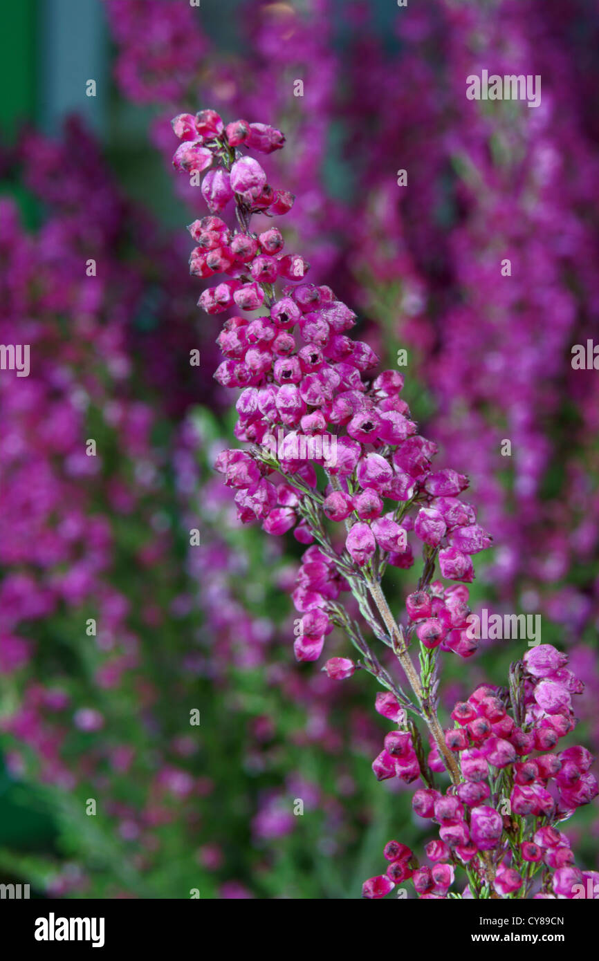 Briar flower hi-res stock photography and images - Alamy