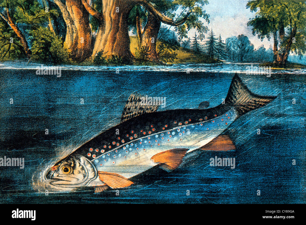 Vintage lithograph water animal hi-res stock photography and images - Alamy