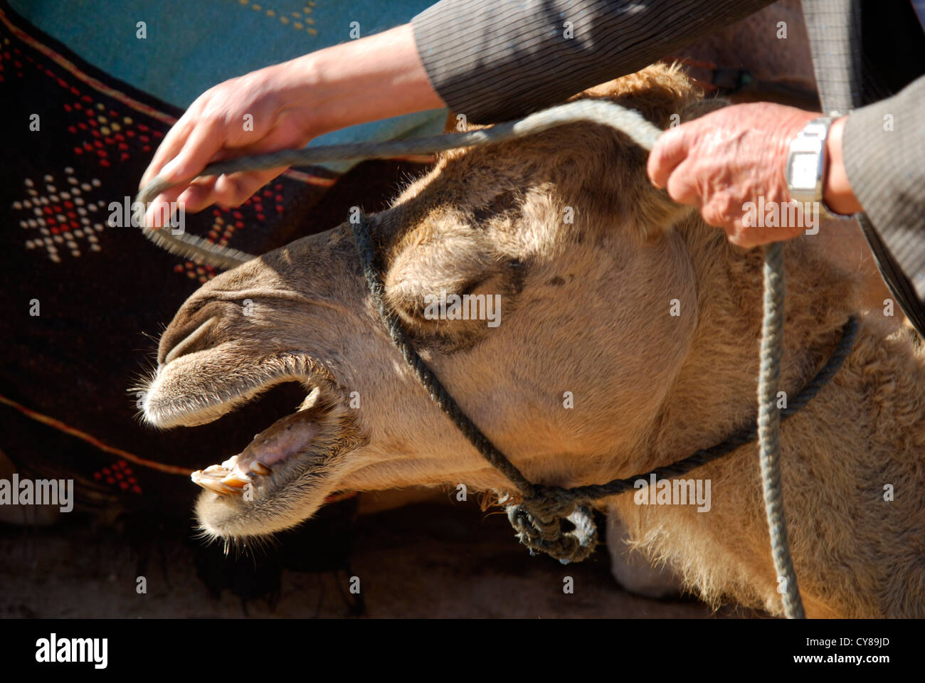 Close up of Camel's Head with its Owner's Hands Stock Photo - Alamy