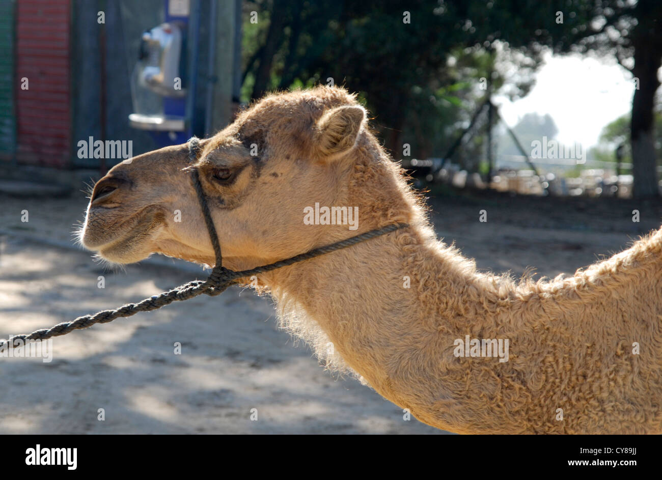 Close up of Head and Neck of a Young Camel Stock Photo - Alamy