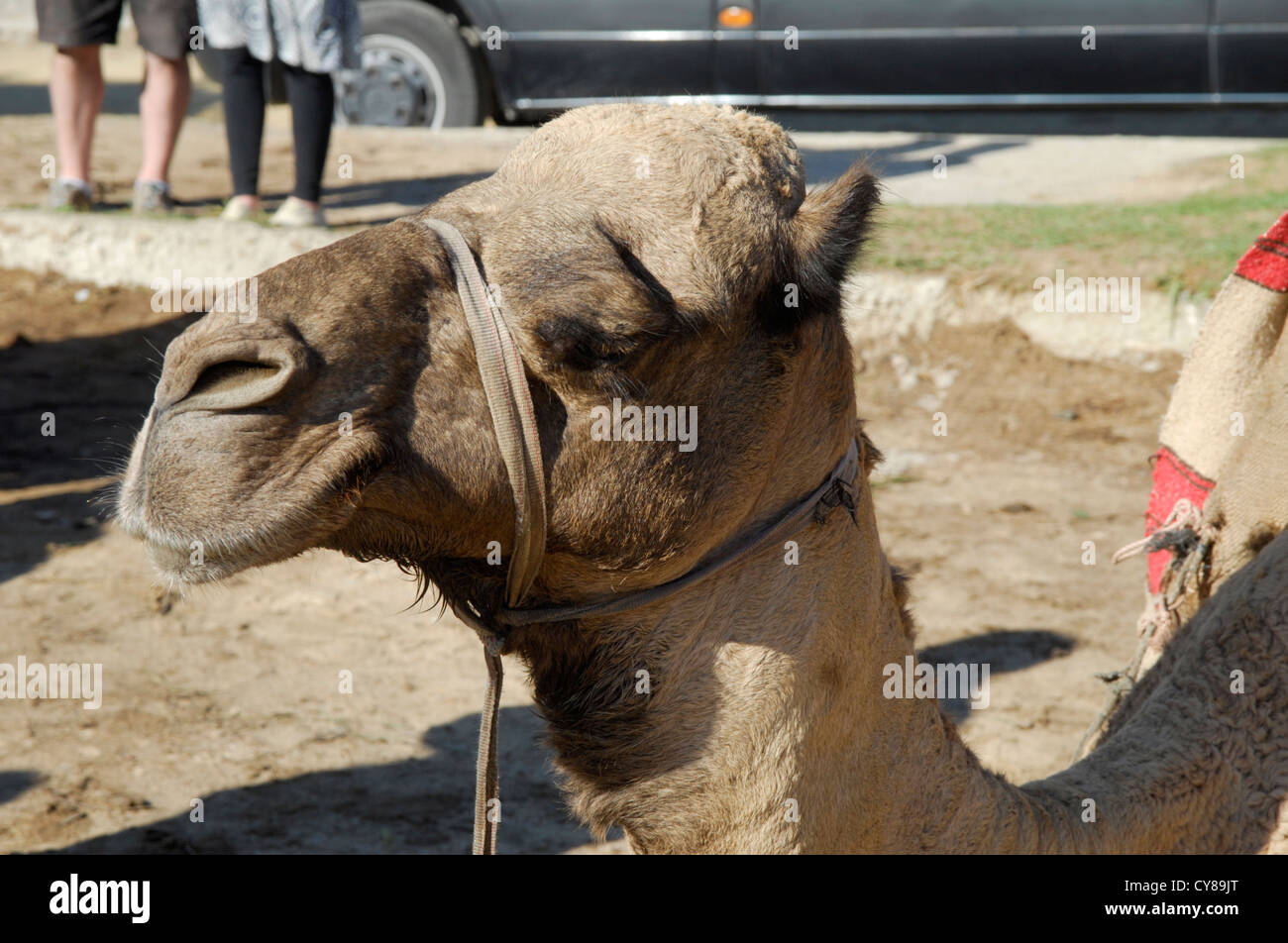Camels head hi-res stock photography and images - Alamy