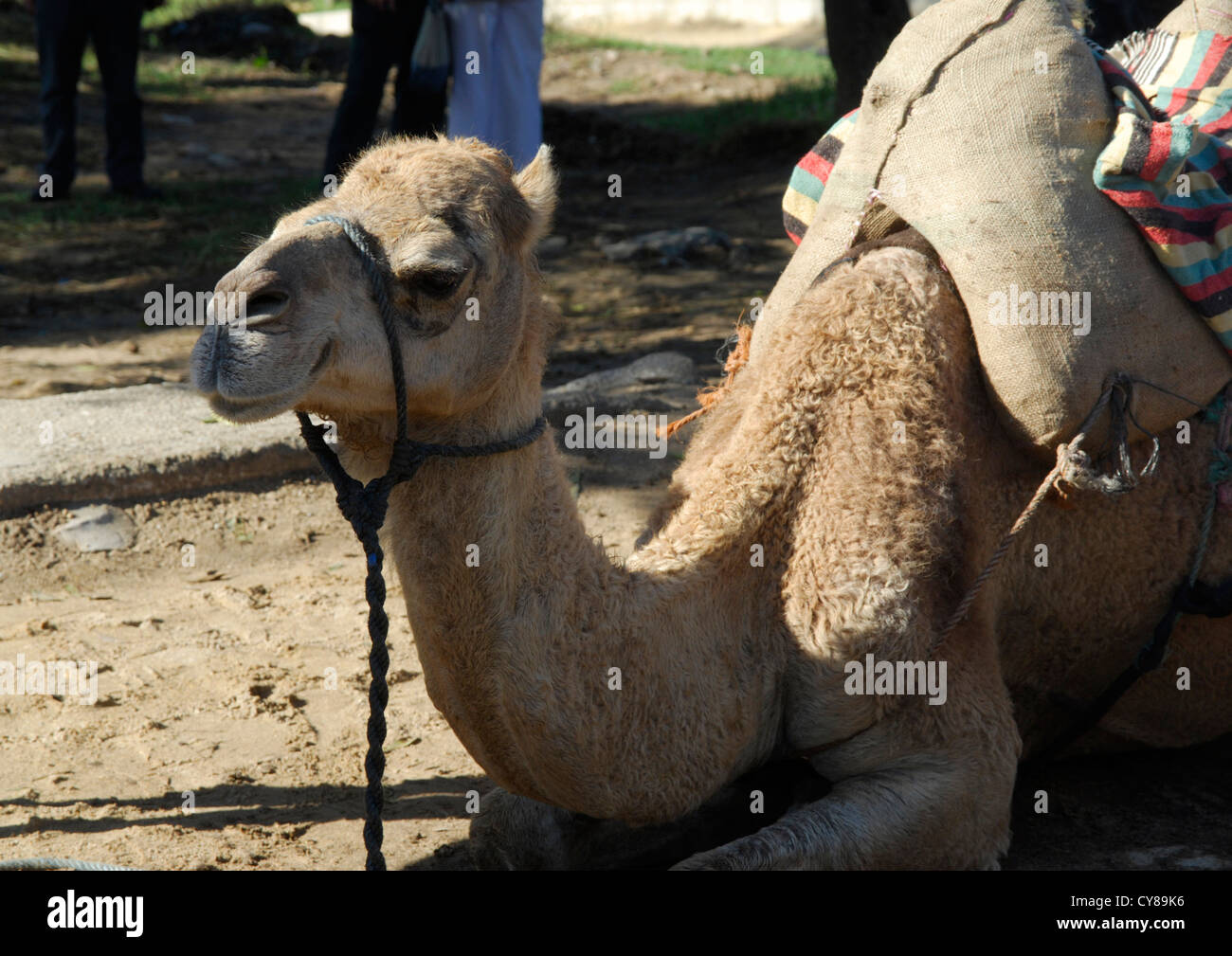 Camel in Tangier, Morocco Stock Photo - Alamy