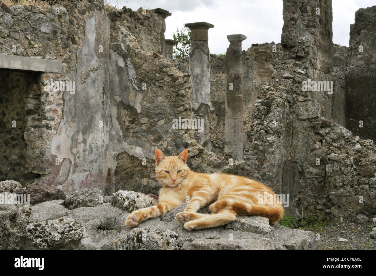 The ruins of Pompeii, Campania, Italy, with a feral cat resting on a ...