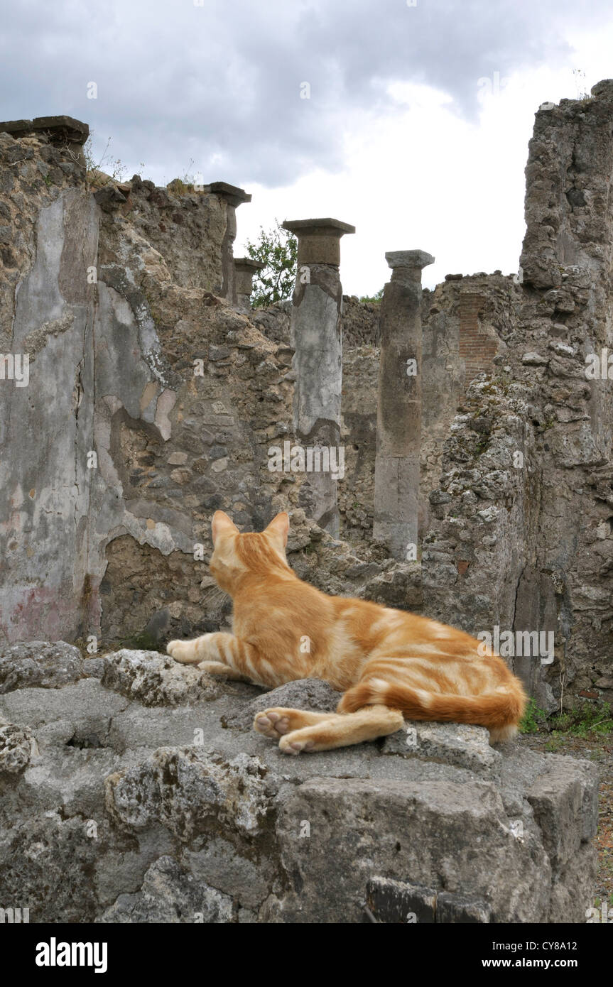 The ruins of Pompeii, Campania, Italy, with a feral cat resting on a ...