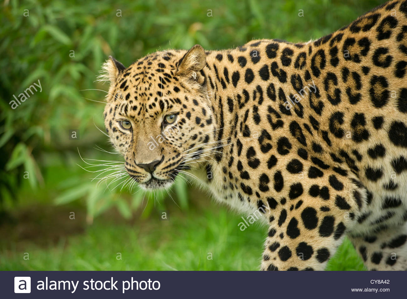 Korean Leopard Stock Photos & Korean Leopard Stock Images - Alamy