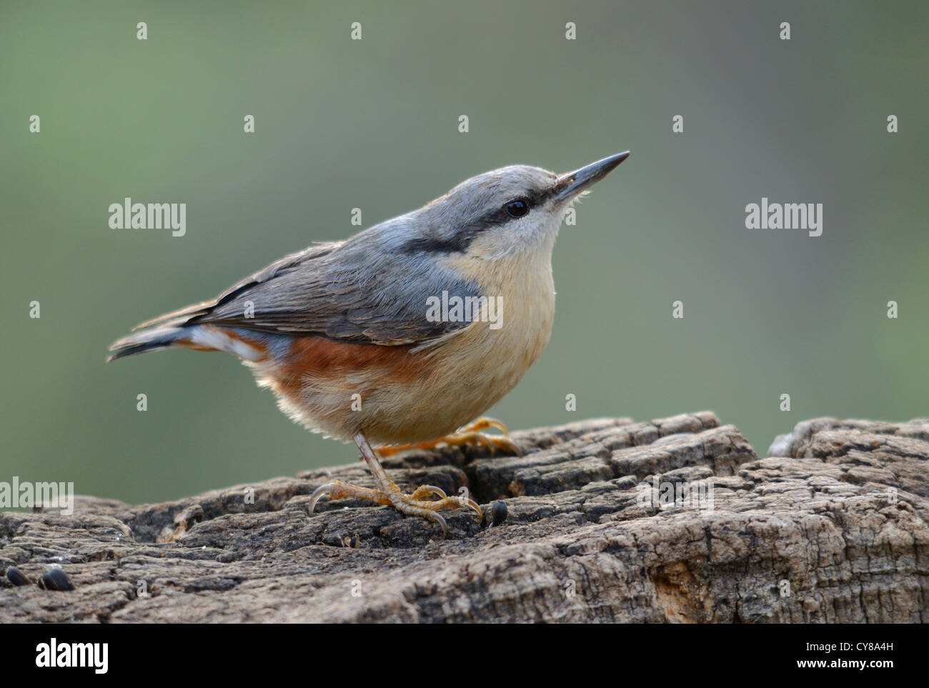 Colourful nuthatch hi-res stock photography and images - Alamy