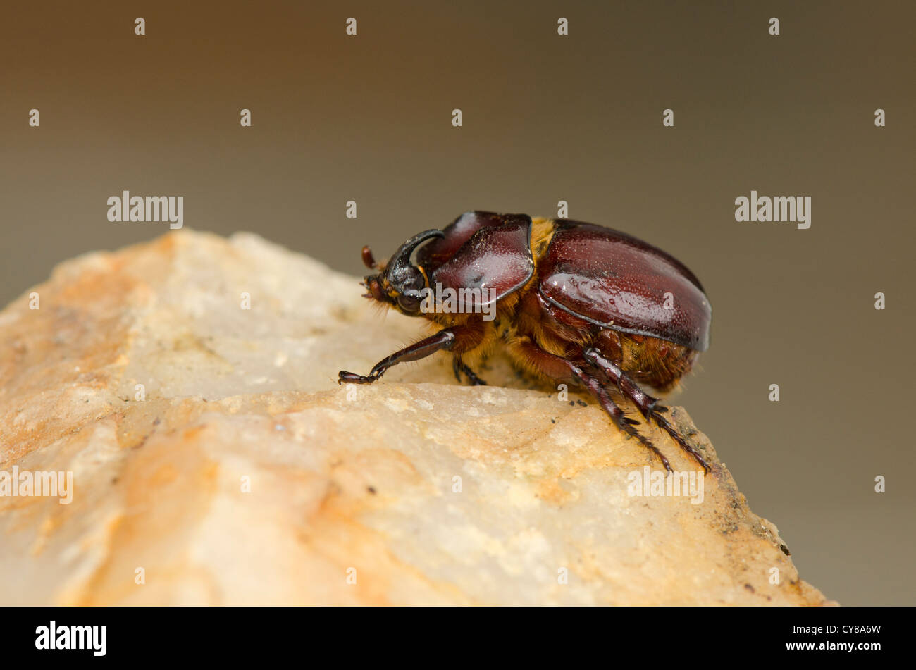 European beetles hi-res stock photography and images - Alamy
