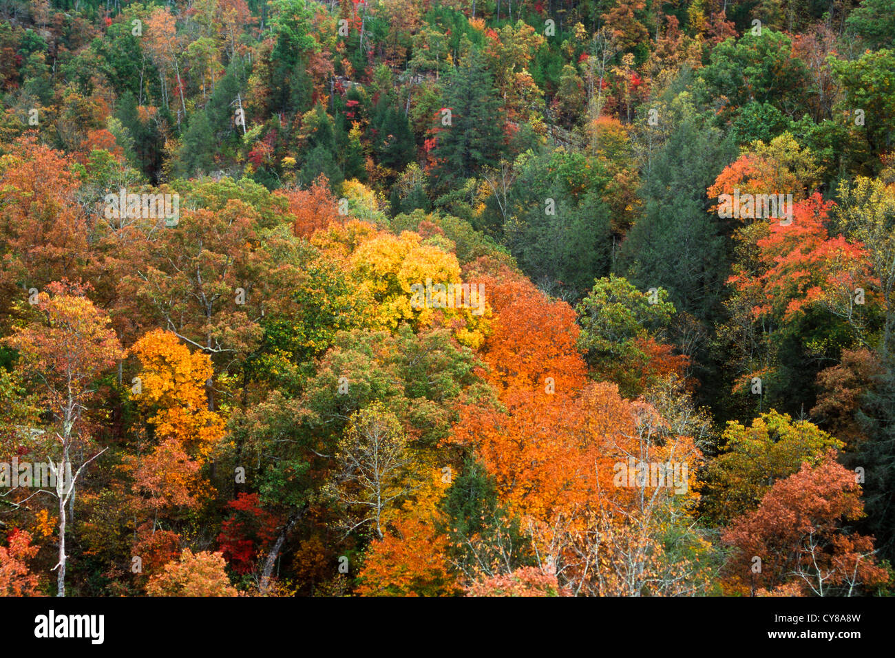 Canopy of red leaves hi-res stock photography and images - Alamy