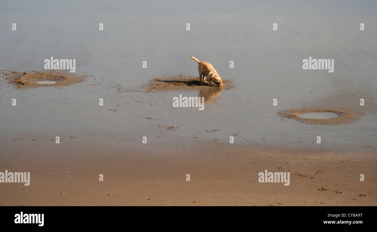 SONY DSC Yellow labrador dog digging holes on a beach and pushing a ...