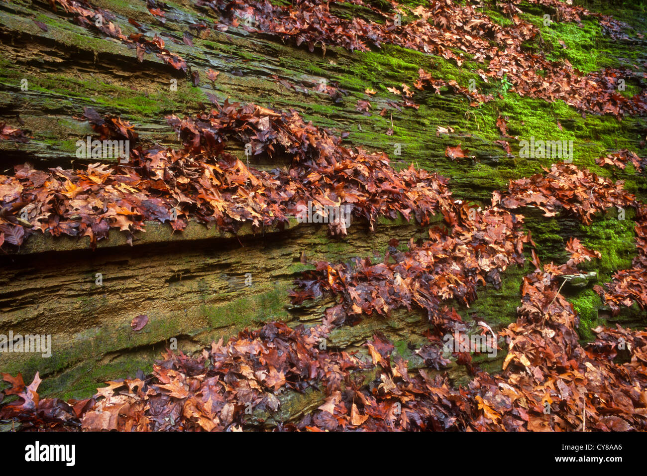 Damp fallen leaves hi-res stock photography and images - Alamy