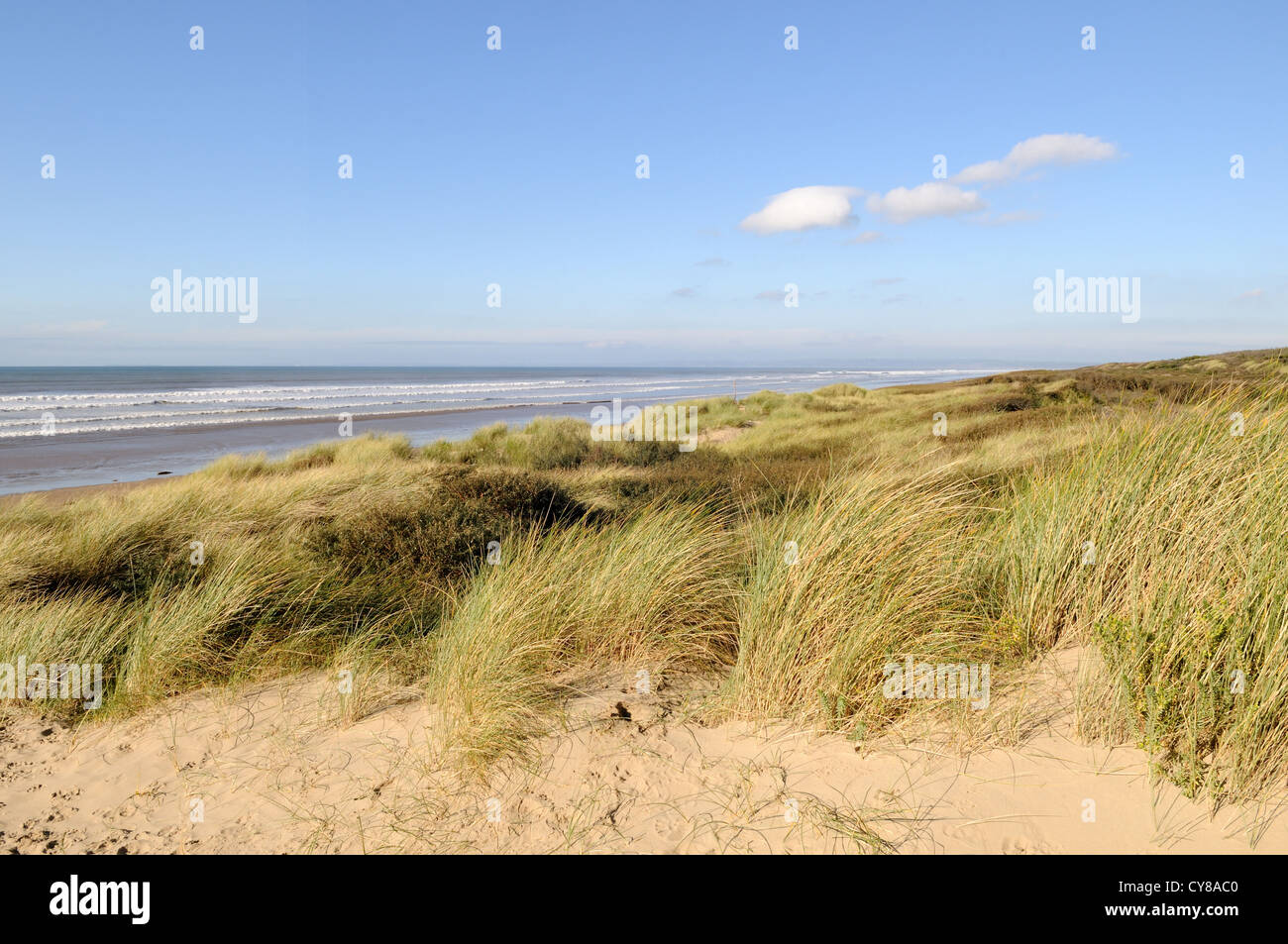 Sand dunes and marram grass Cefn Sidan beach Pembrey Country Park ...