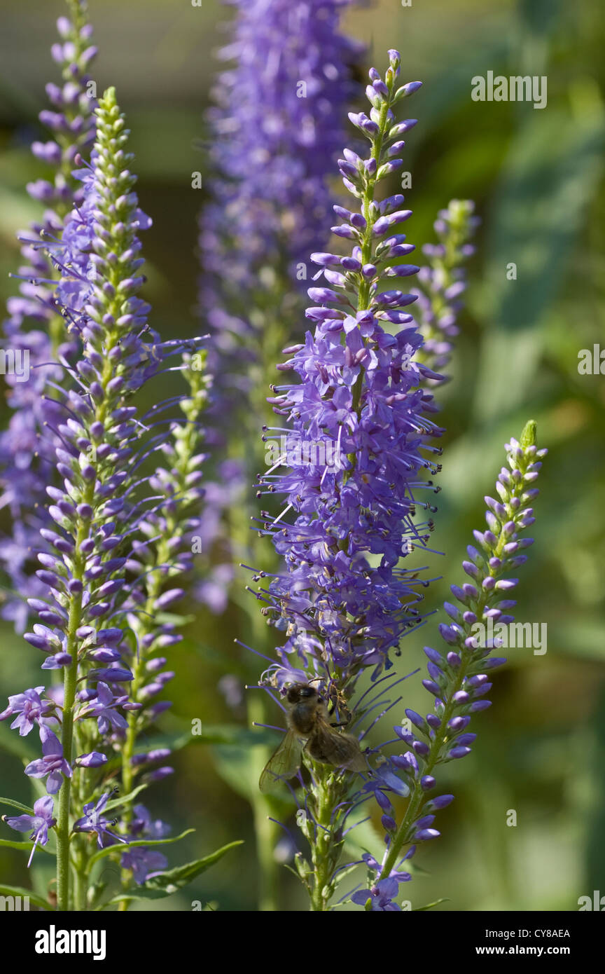 Veronicastrum virginicum hi-res stock photography and images - Alamy