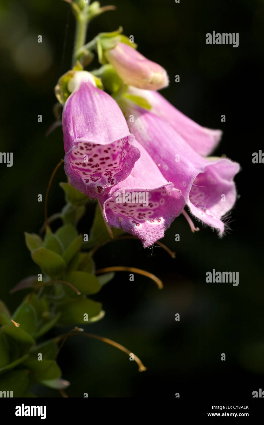 Pink foxglove growing in an English garden Stock Photo - Alamy