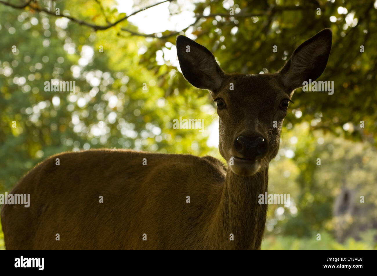 red deer doe in photographed in Richmond park, London Stock Photo - Alamy