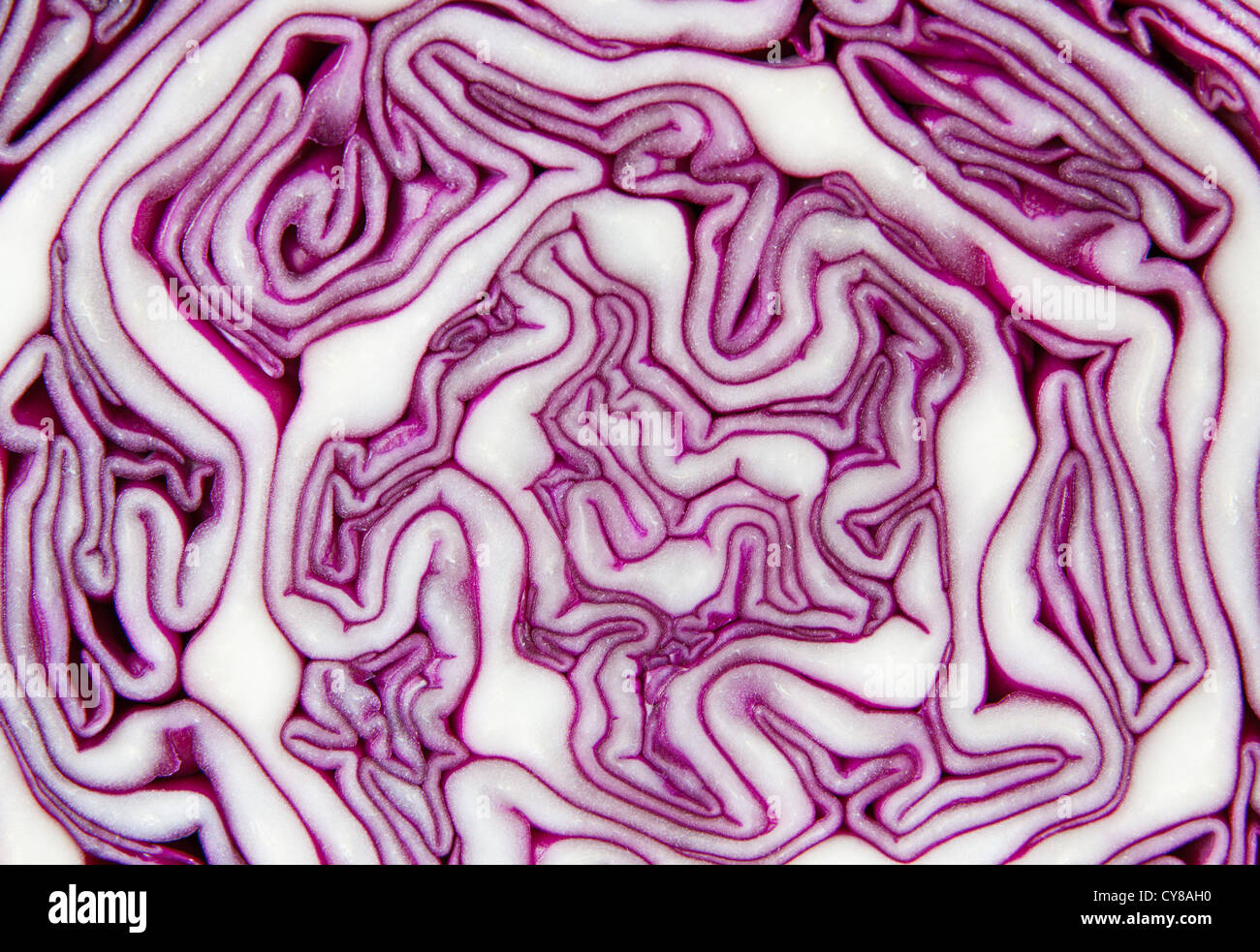 Closeup of a fresh red cabbage sliced in half Stock Photo - Alamy