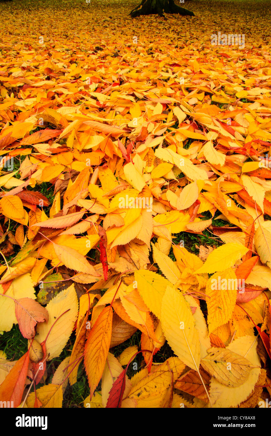 Fresh fall of colourful autumn leaves Stock Photo - Alamy