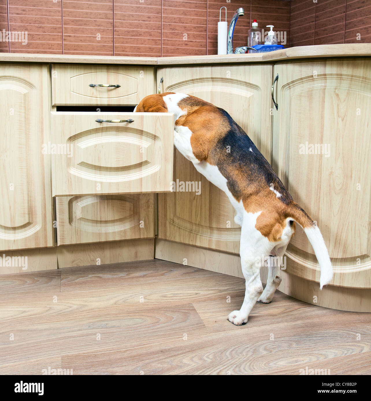 The dog in kitchen searches for something tasty Stock Photo - Alamy