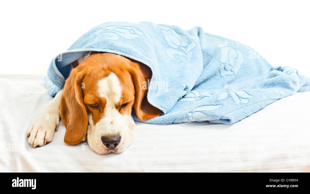Very much sick dog , isolated on a white background Stock Photo - Alamy