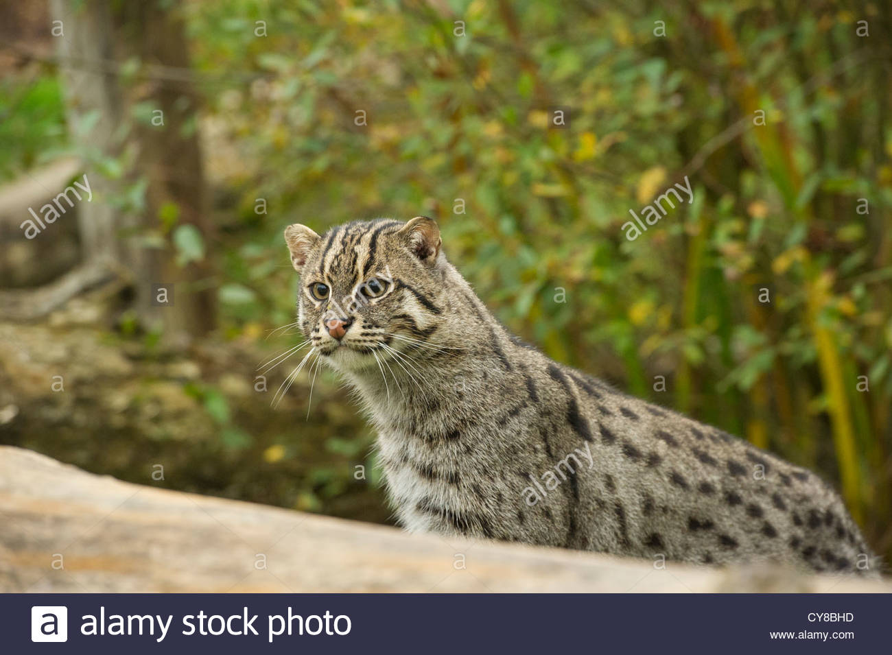 Fishing Cat Prionailurus Viverrinus Stock Photos & Fishing Cat ...