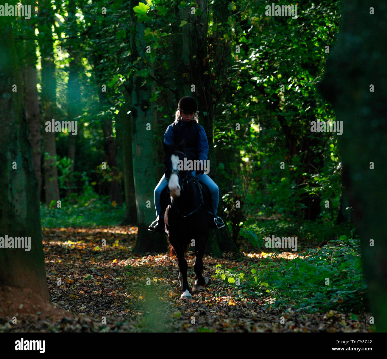 Horse riding in woods hi-res stock photography and images - Alamy