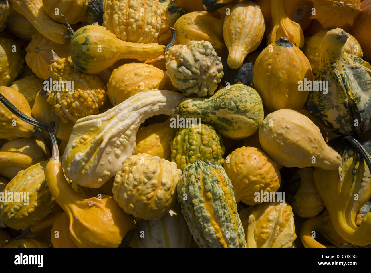 Yellow and green gourds hi-res stock photography and images - Alamy