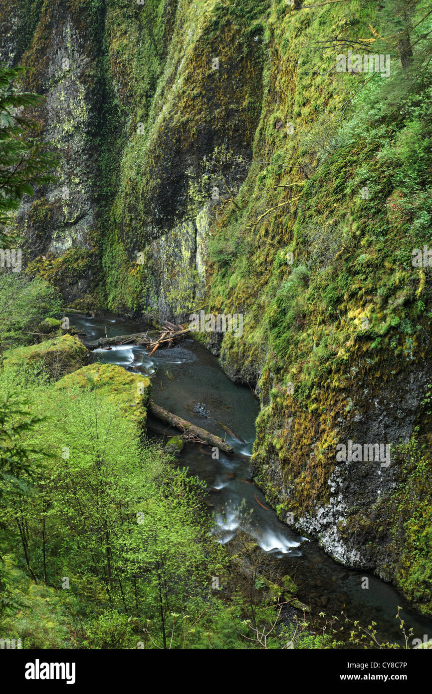 Multnomah Creek running through canyon, Columbia River Gorge National ...