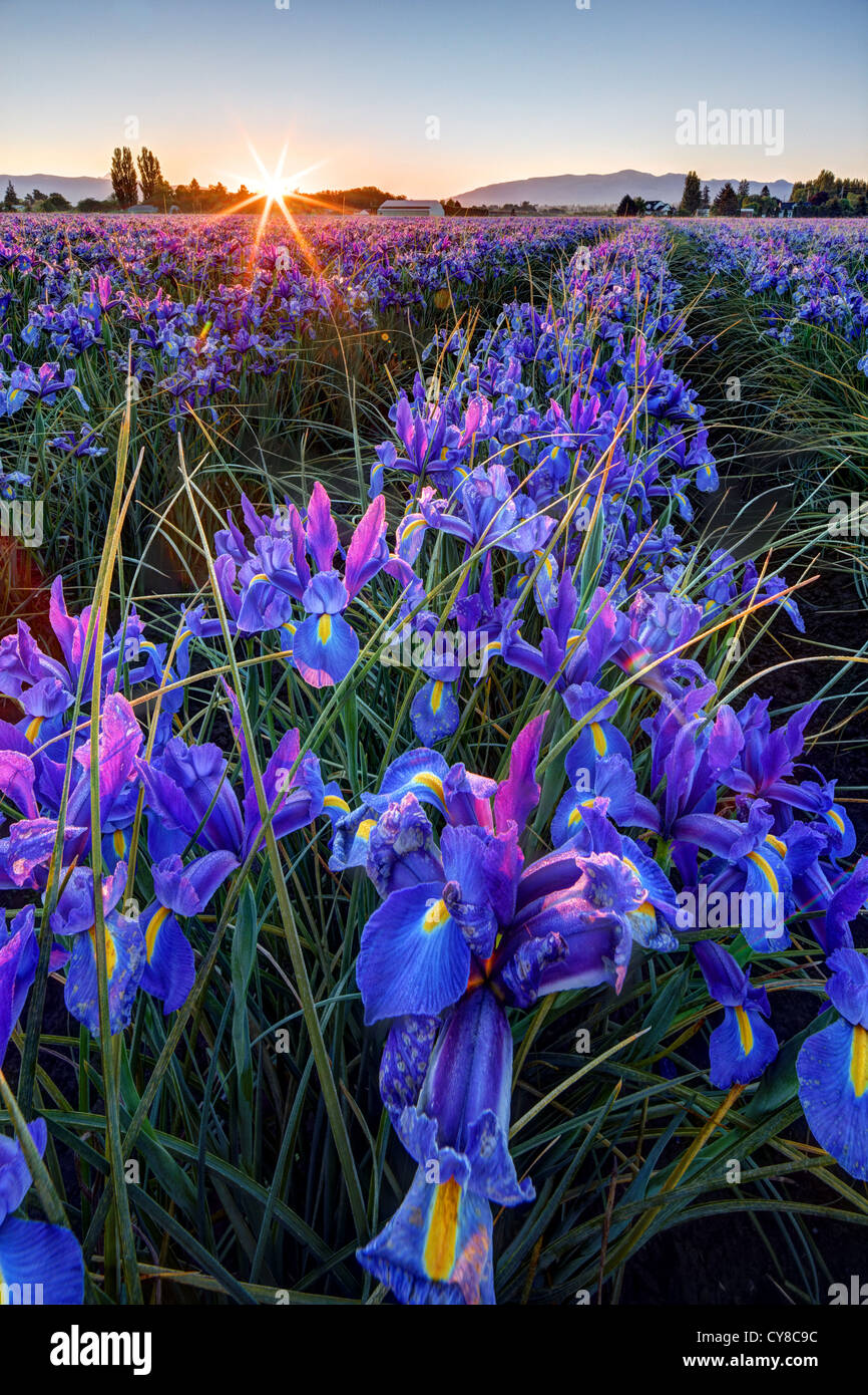 Blue dawn flower hi-res stock photography and images - Alamy