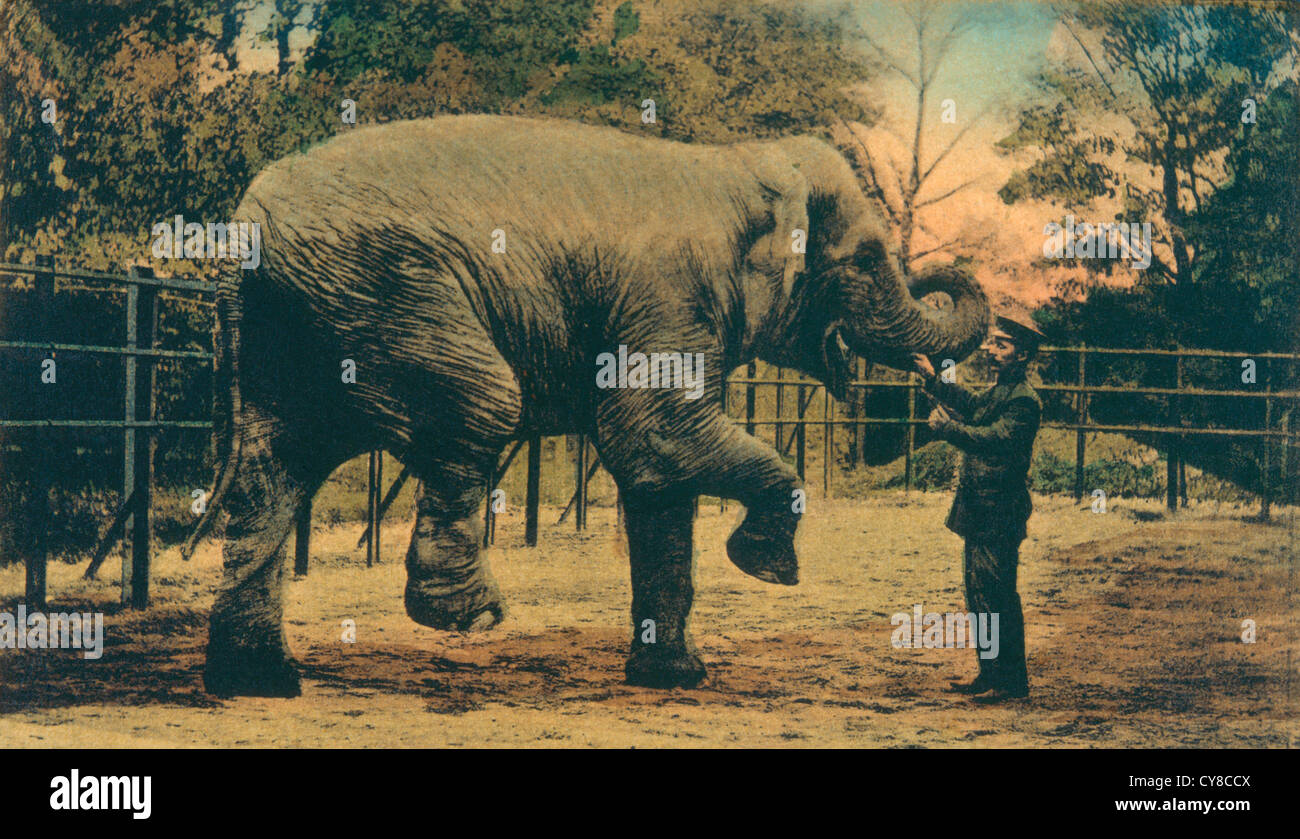 Elephant with Trainer at Zoo, Dusseldorf, Germany, Circa 1909 Stock ...