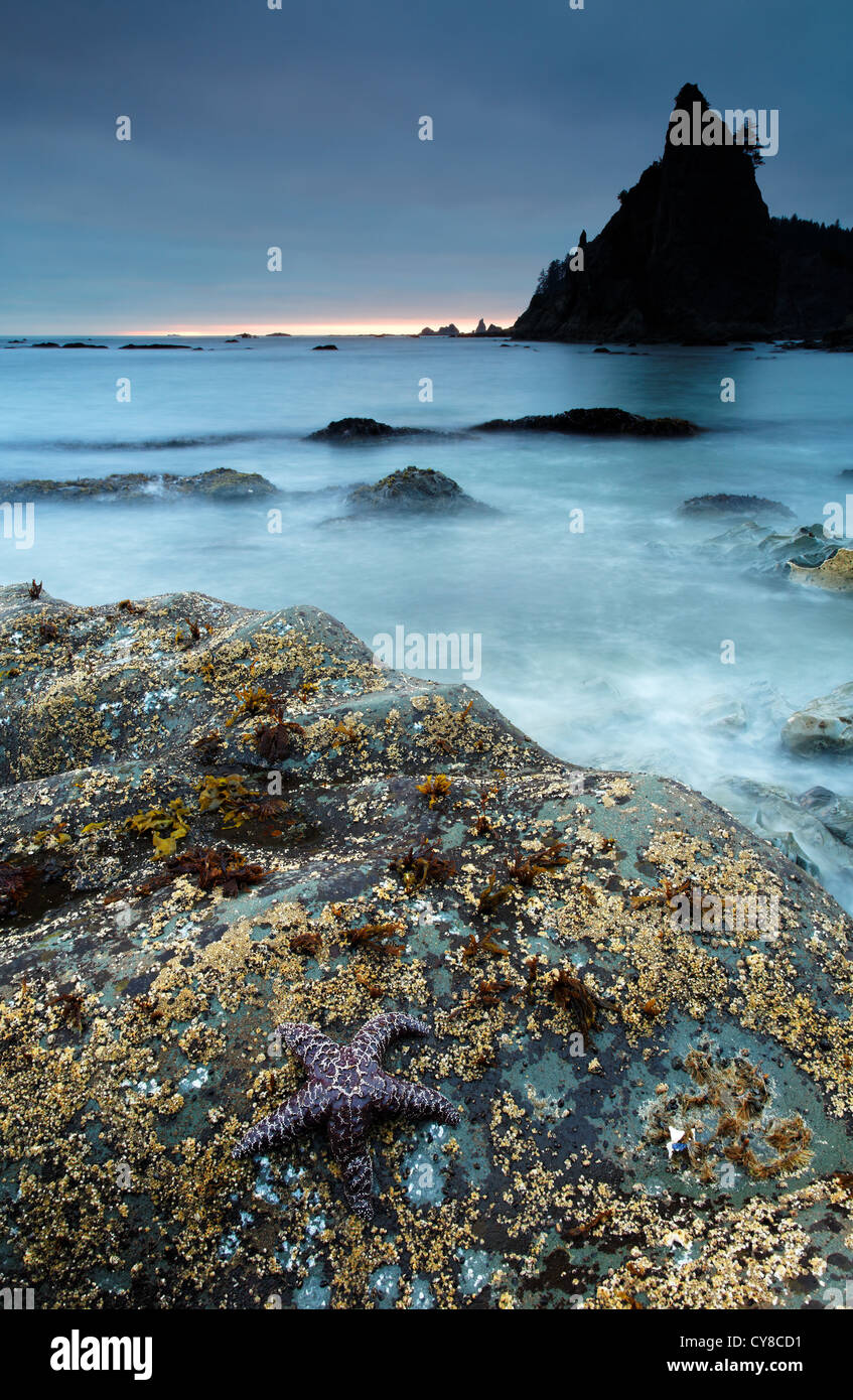 Olympic National Park Starfish Stock Photos & Olympic National Park ...