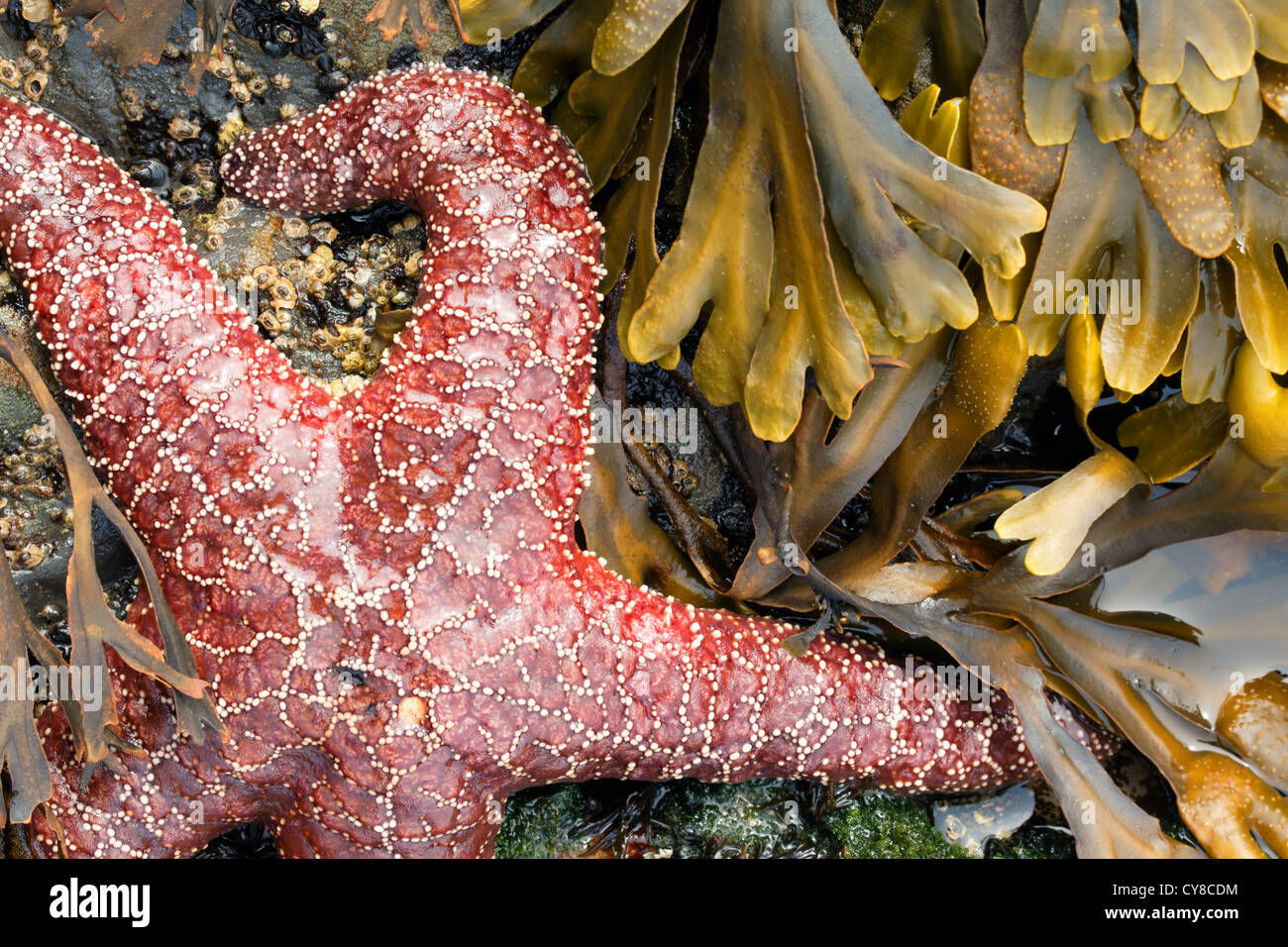 Seastar hi-res stock photography and images - Alamy
