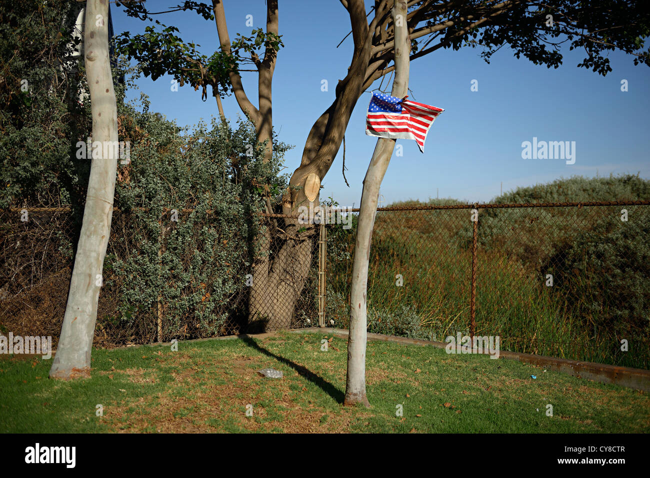 flag tree lincoln boulevard los angeles usa Stock Photo - Alamy flag tree lincoln boulevard los angeles usa Stock Photo - Alamy
