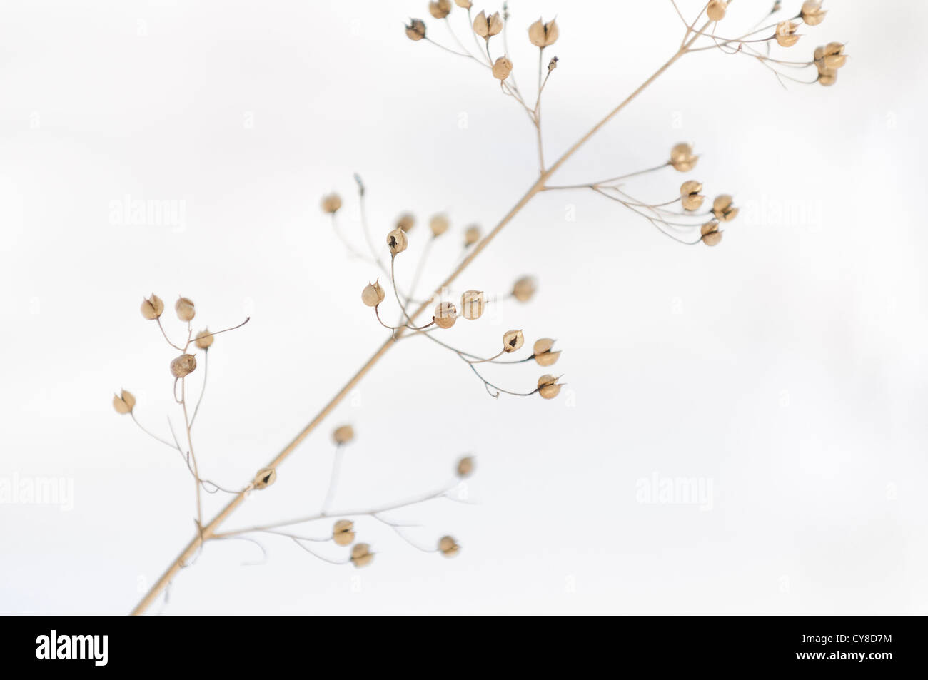 Winter seed pod hi-res stock photography and images - Alamy
