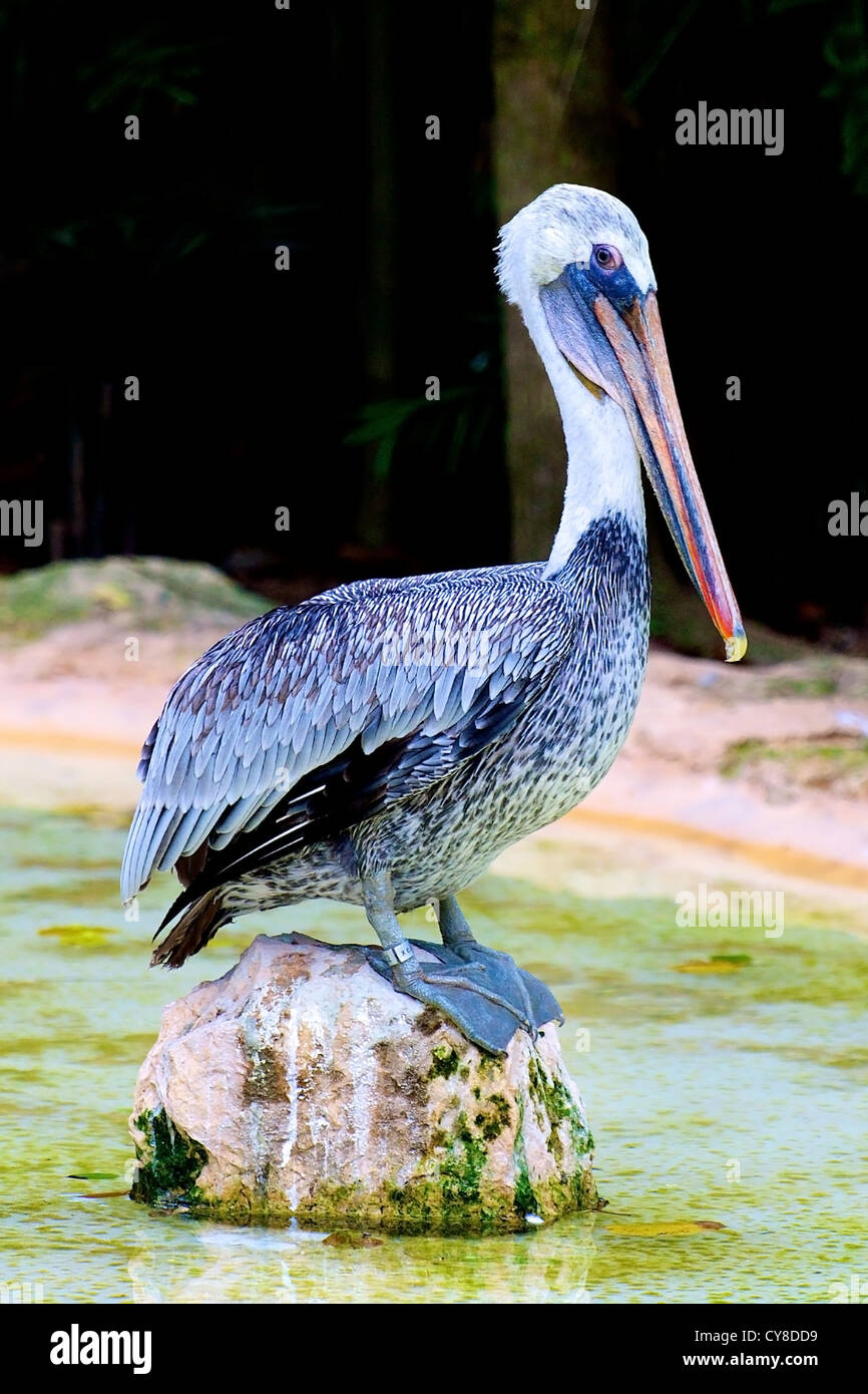 Pelican standing hi-res stock photography and images - Alamy