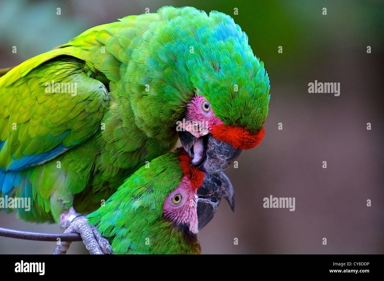 Preening green macaws Stock Photo - Alamy