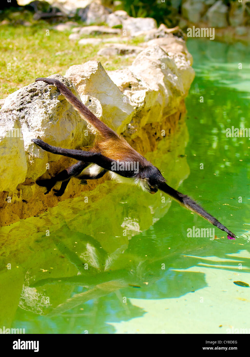 Spider monkey at full length reach for flower in pool Stock Photo - Alamy