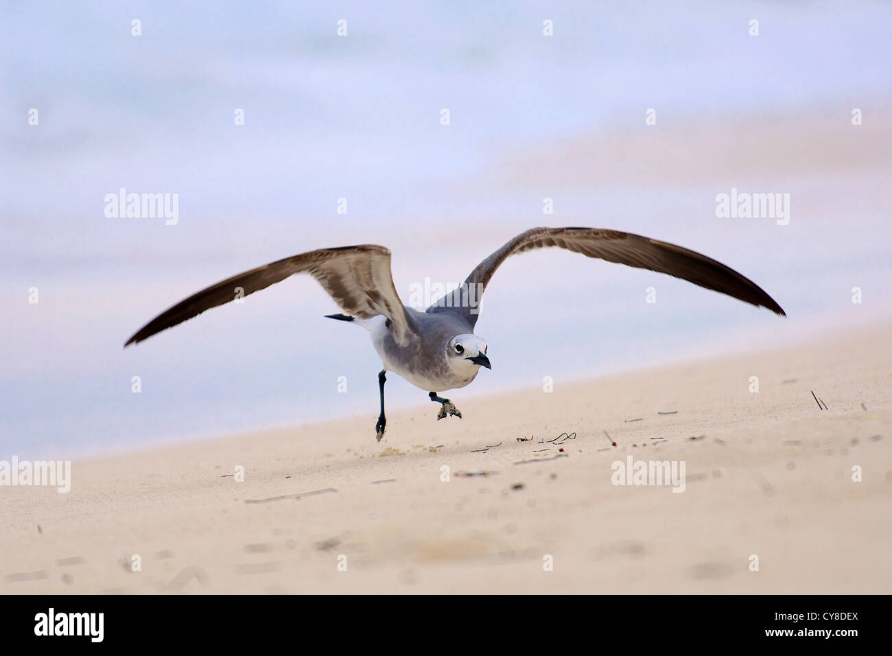 Seagull running on the beach Stock Photo - Alamy