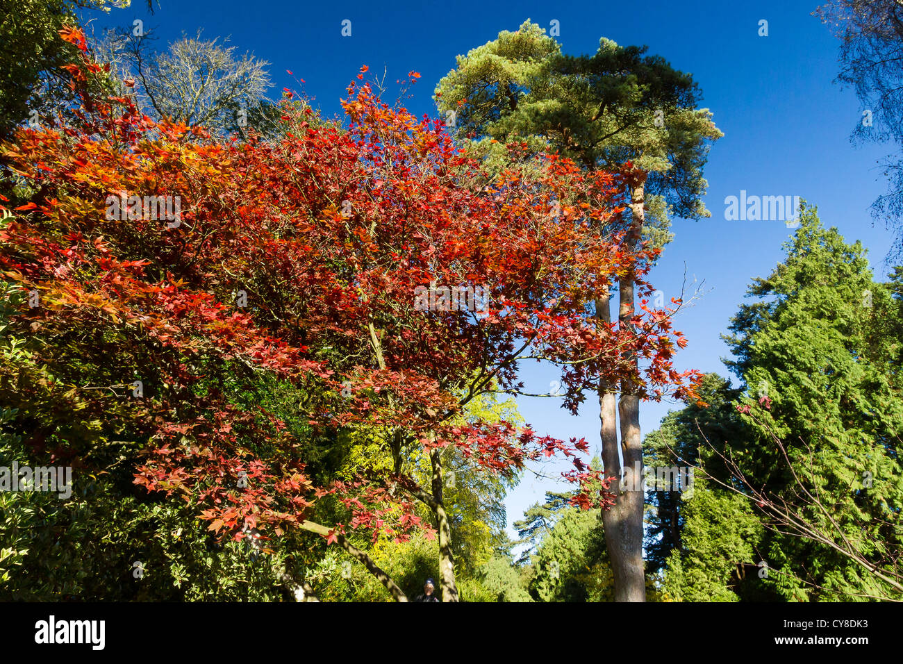 Red acer trees hi-res stock photography and images - Alamy
