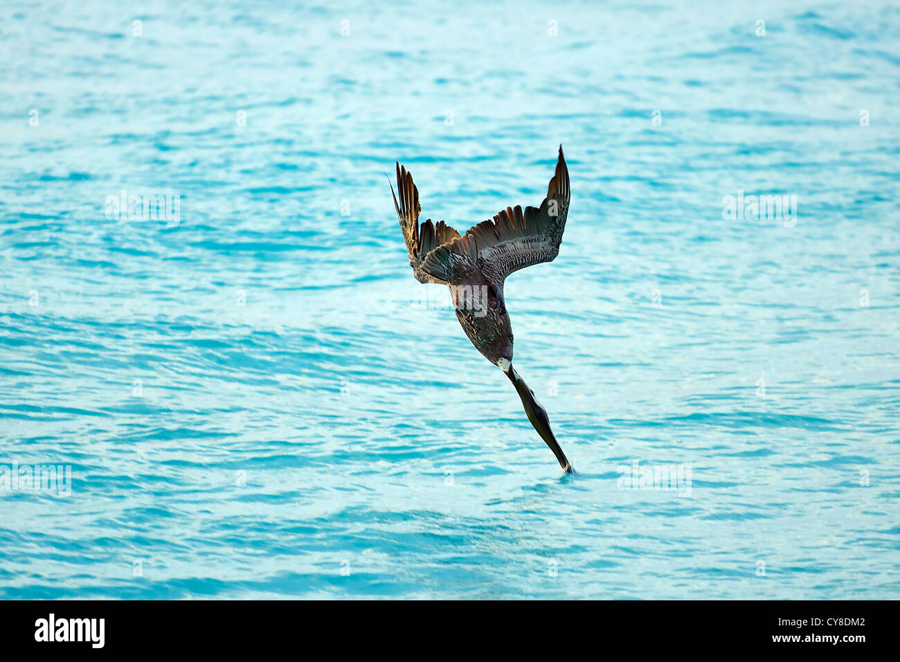 Diving Brown Pelican plunging into water after fish Stock Photo - Alamy