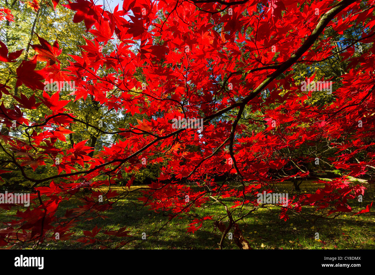 Backlit red Japanese Acer (maple) leaves in woodland in the fall Stock ...