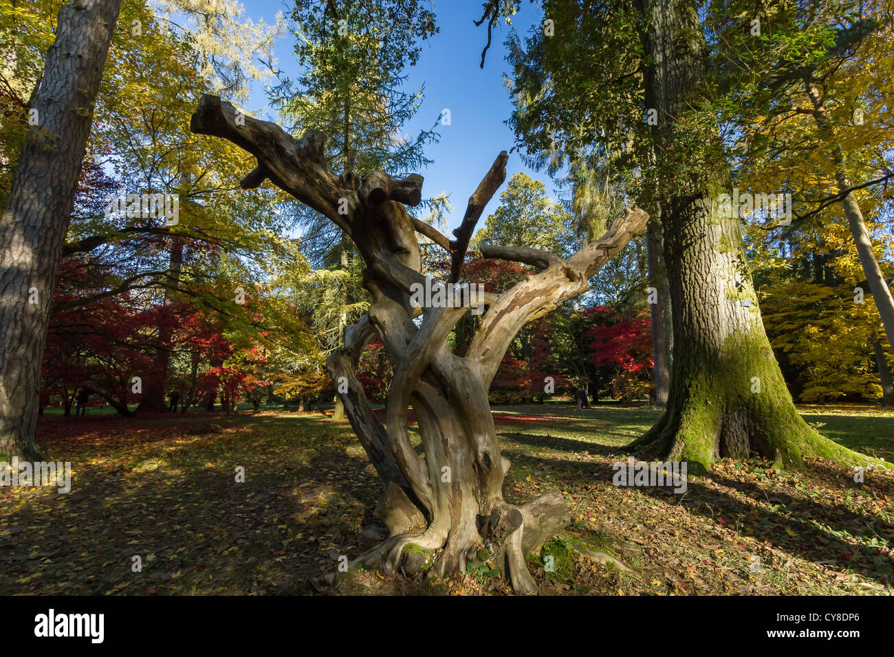 A gnarled twisted tree stump in a forest in autumn Stock Photo - Alamy