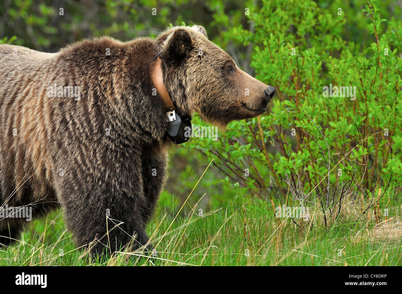 A side view of a wild grizzly bear with a tracking collar Stock Photo ...