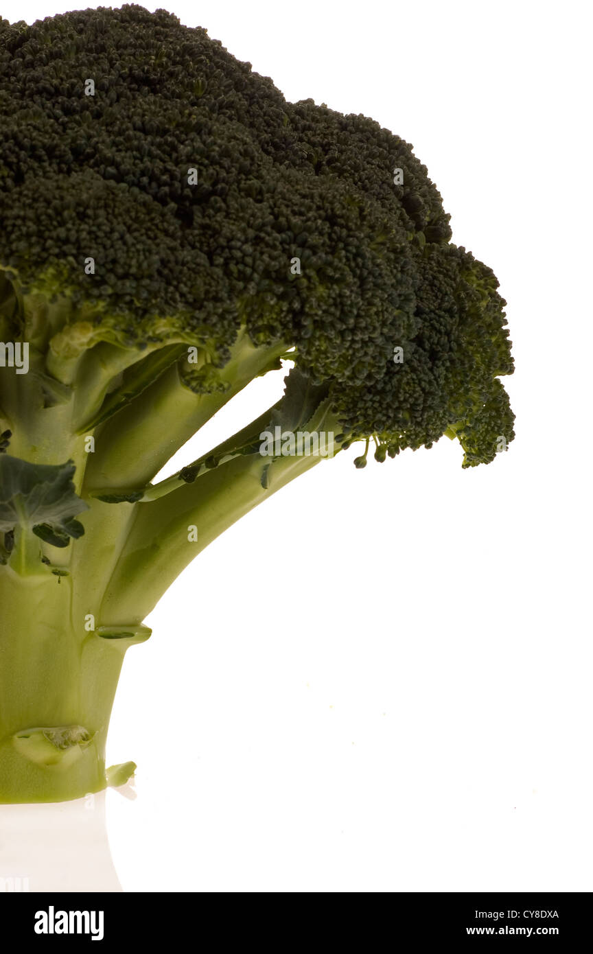 Raw fresh Broccoli photographed on a white background Stock Photo - Alamy