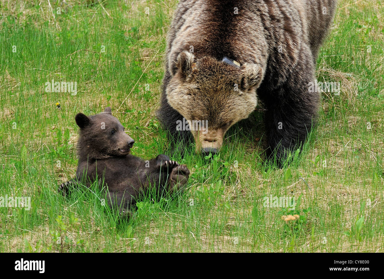 A baby grizzly bear being playful with his mother Stock Photo - Alamy