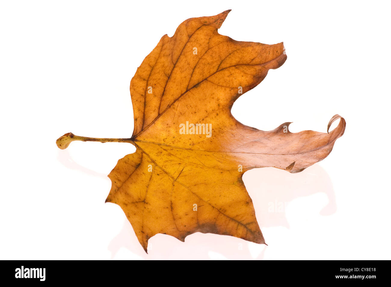 Large autumn leaf photographed on a white background Stock Photo - Alamy