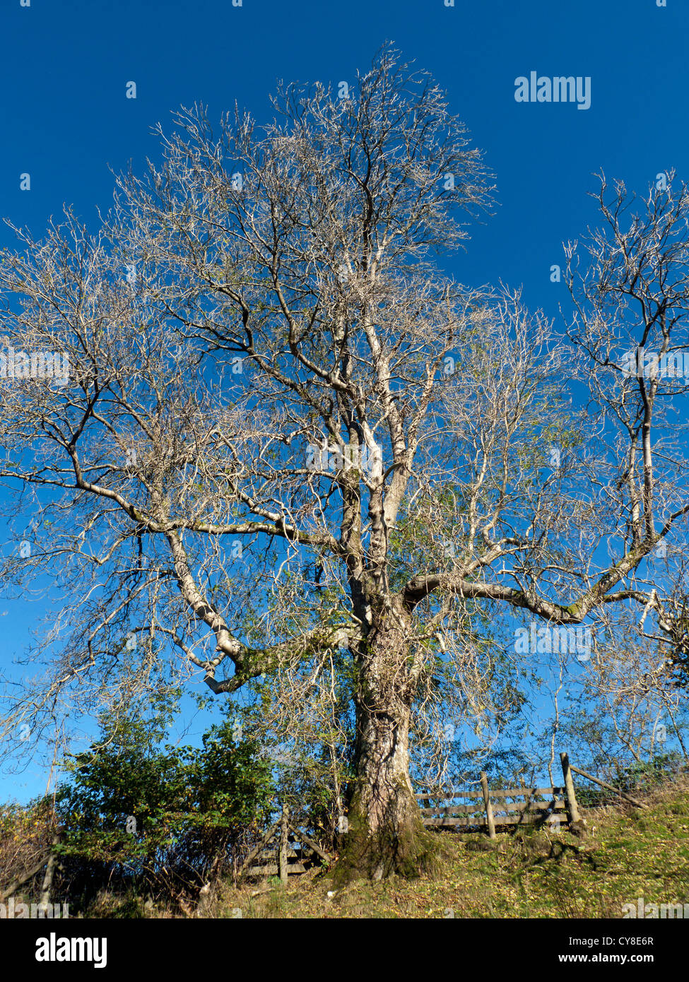 Dieback Stock Photos & Dieback Stock Images - Alamy
