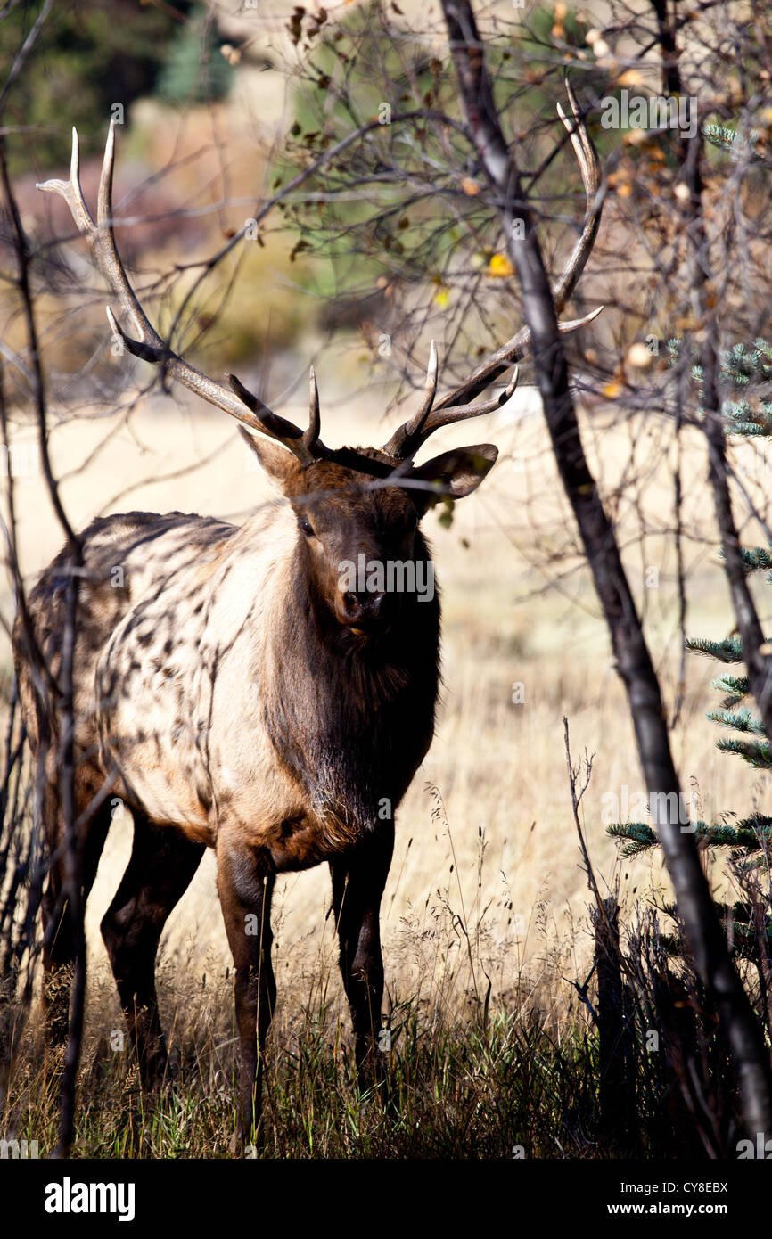 A large bull elk stands watch over his heard of does and calves during ...