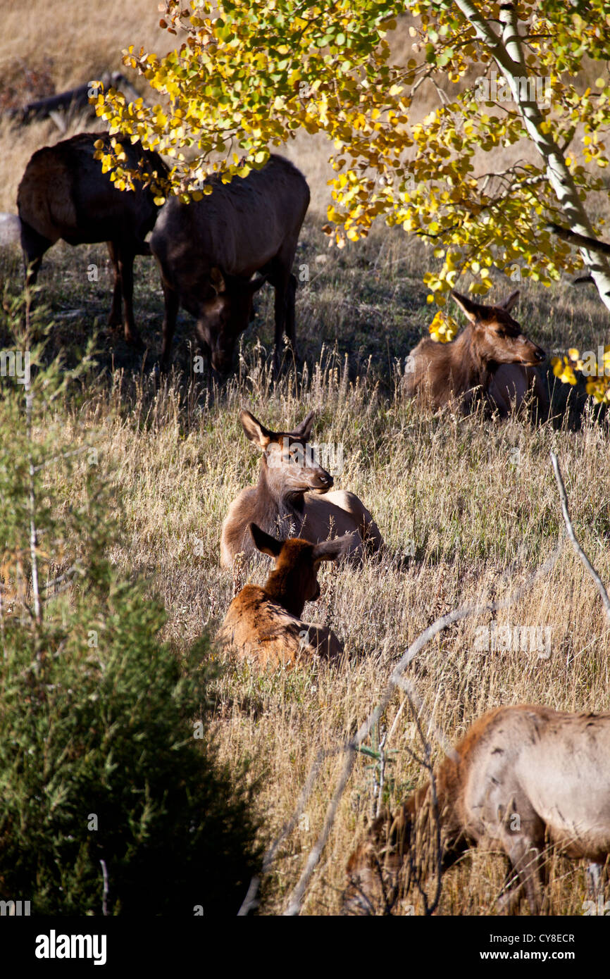 Colorado wildlife hi-res stock photography and images - Alamy